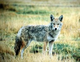 Natural Selection Featuring The Eastern Coyote