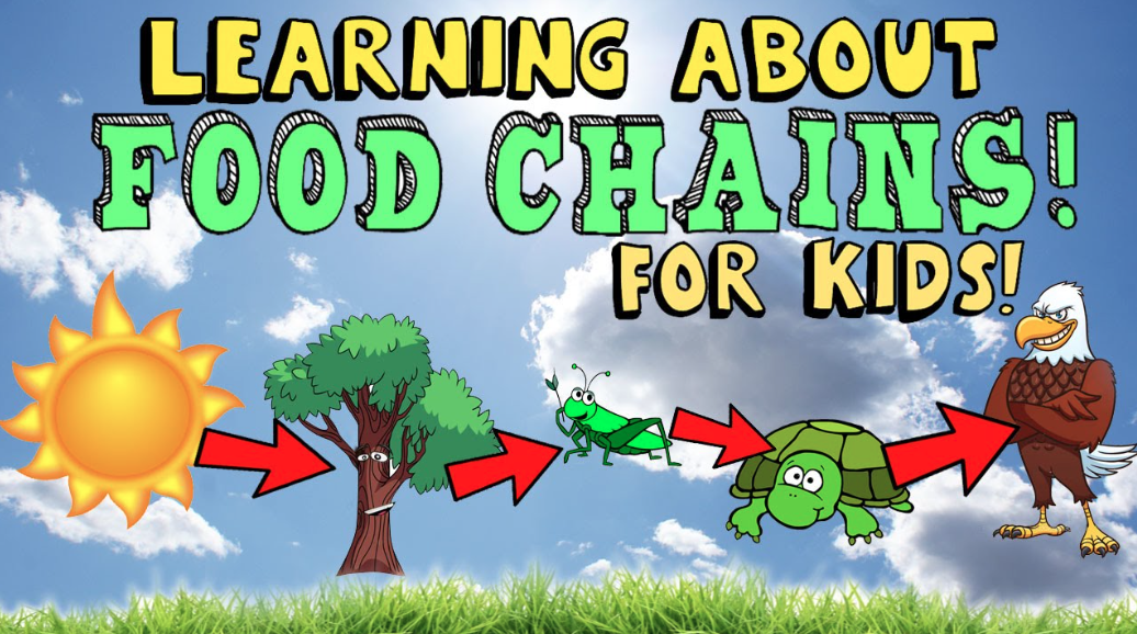 Food Chains: 5th Grade