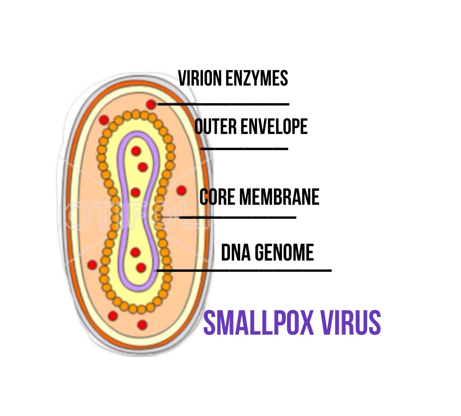 Smallpox Smallpox