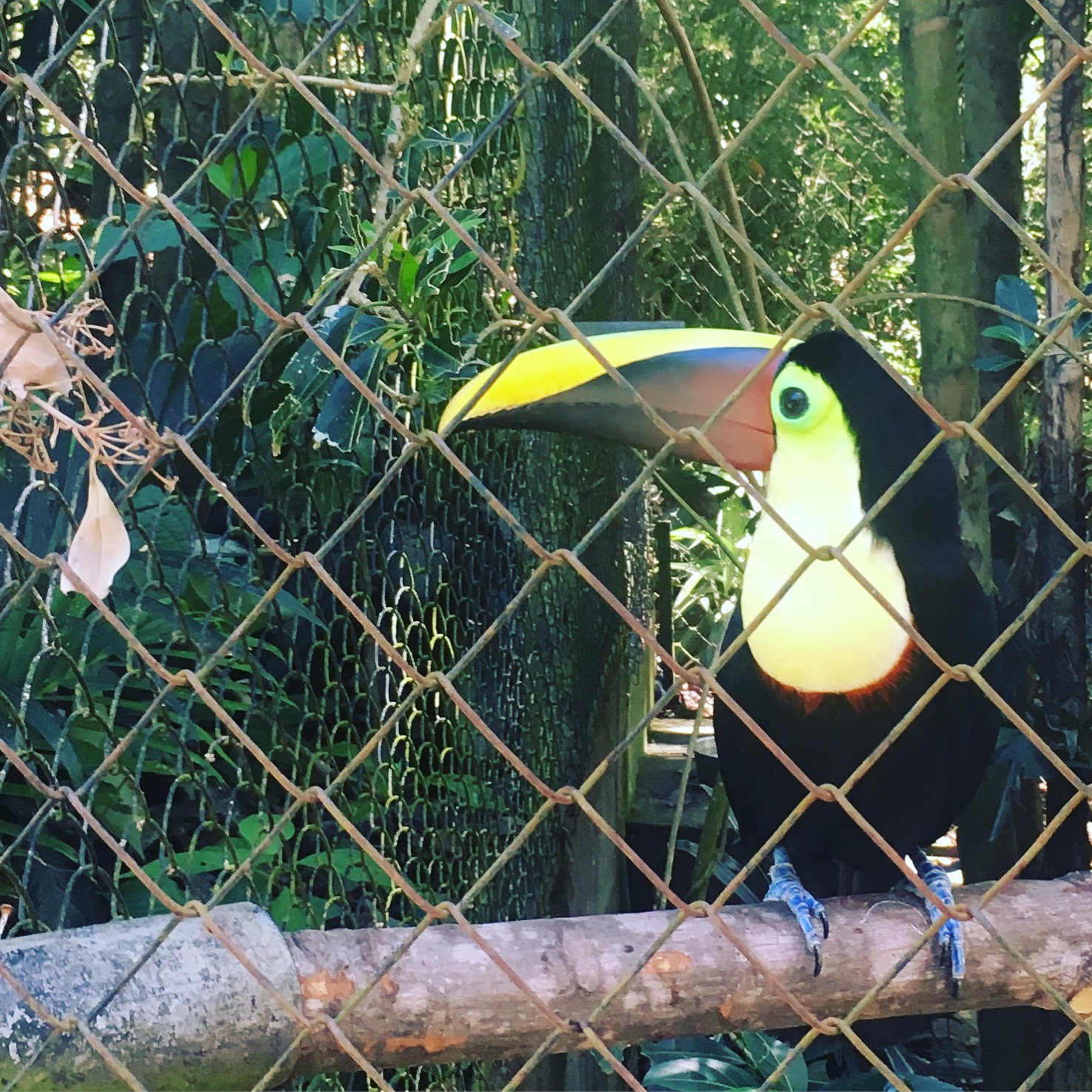 Toucan play that game