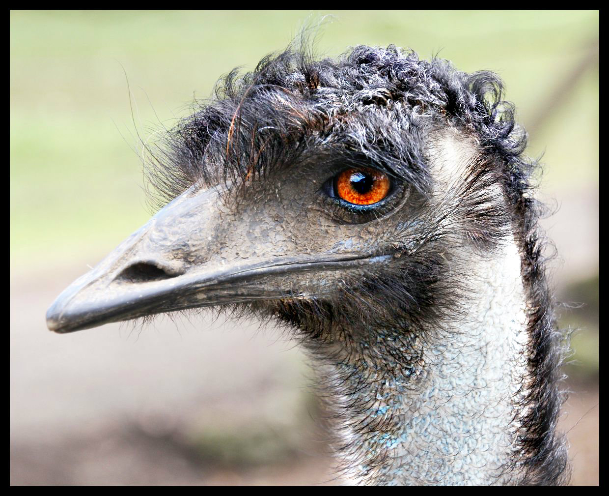 Emu Population