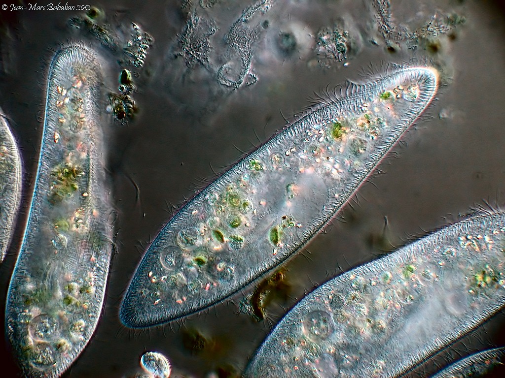 Reproductive Strategies