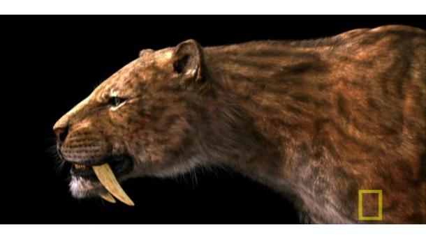 Saber tooth tiger