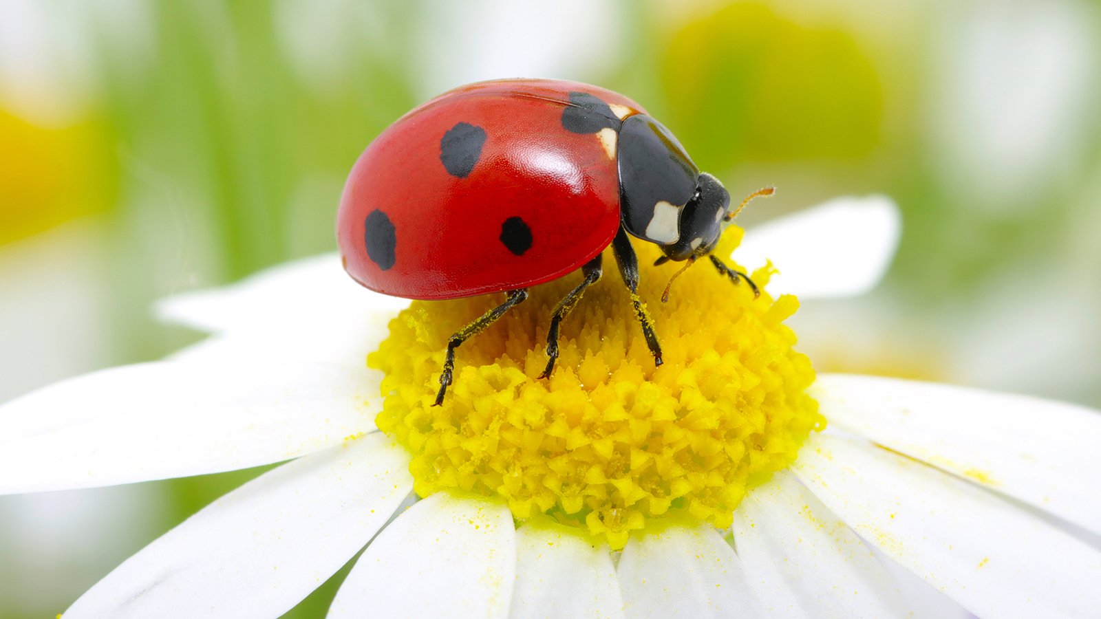 Ladybugs and aphids