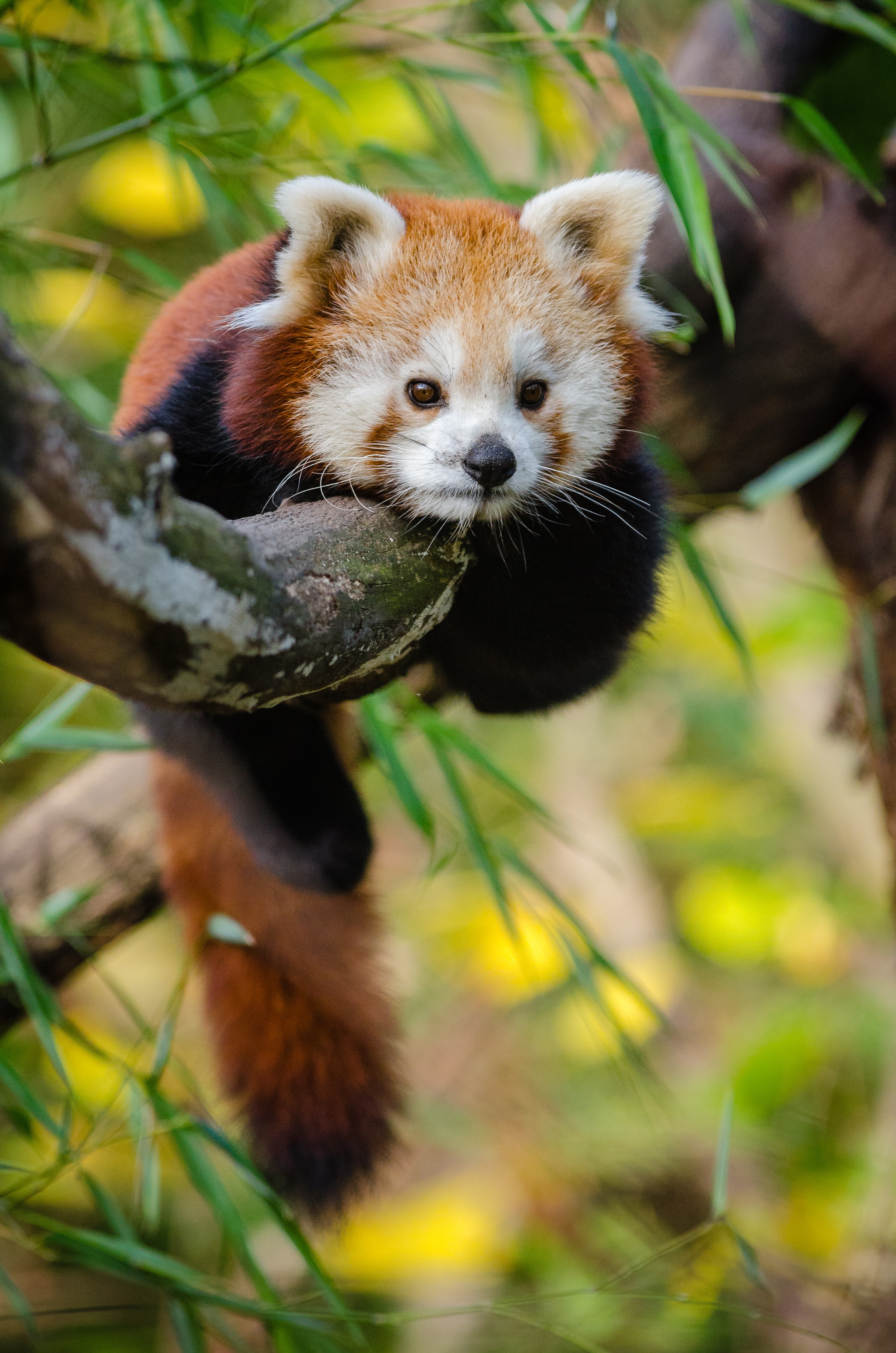 The Red Panda