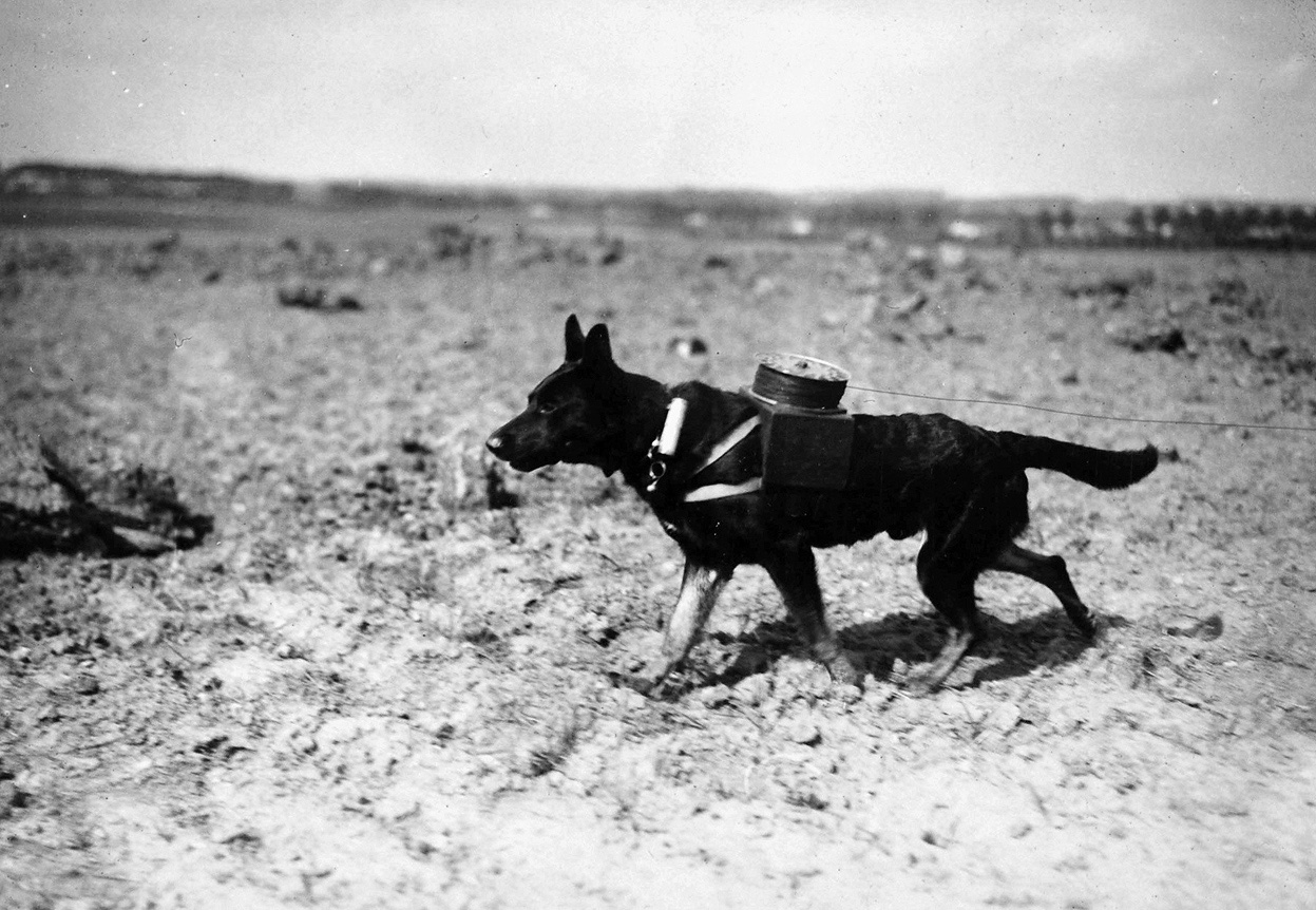 Dogs during WW1