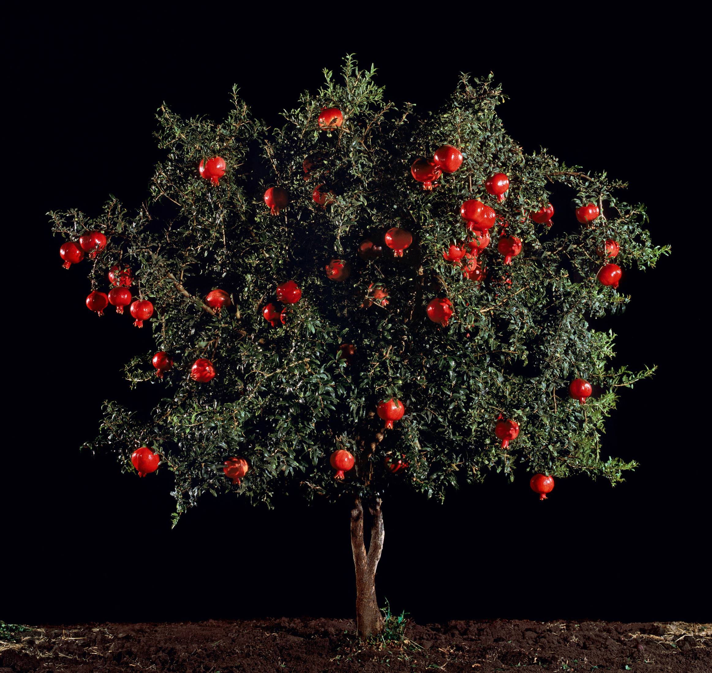 The Pomegranate Tree in The Kite Runner