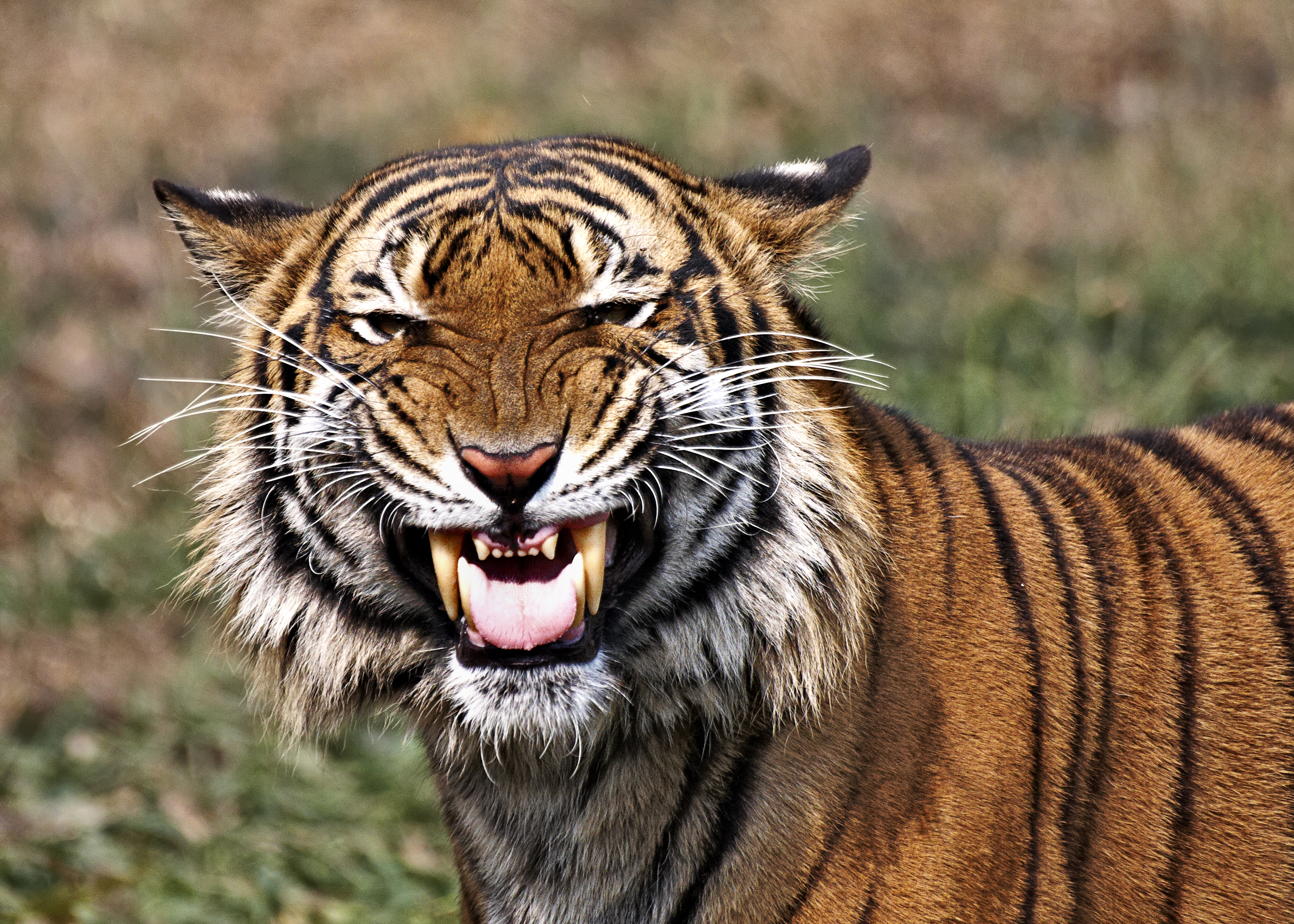 Bengal tiger Endangered