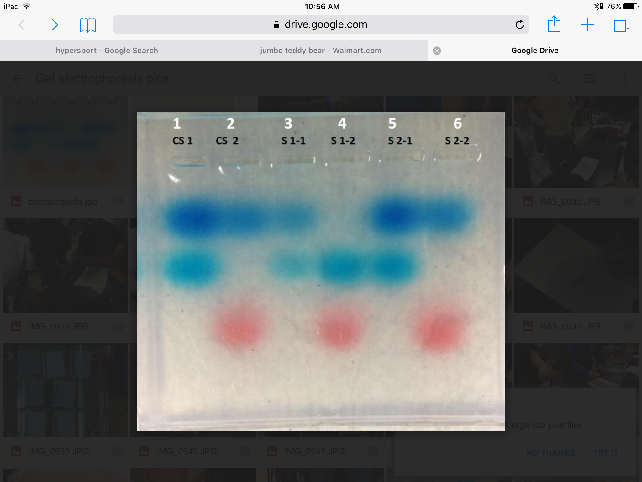 Gel Electrophoresis