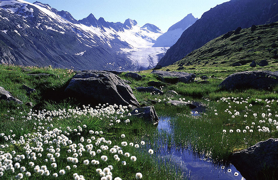 Alpine Tundra
