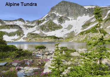 alpine tundra examples