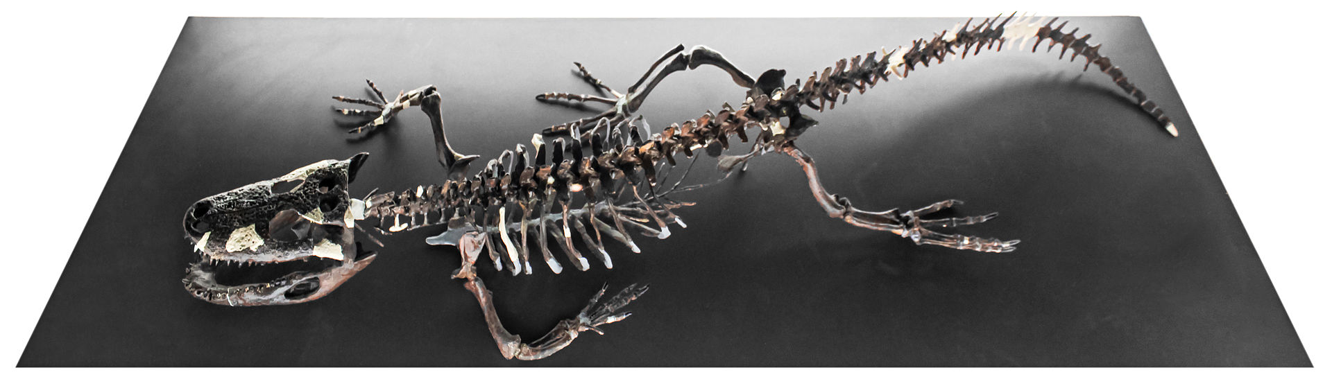 The American Alligator