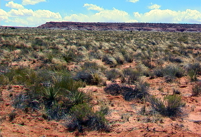 Saving An Ecosystem: Semi-Arid Desert