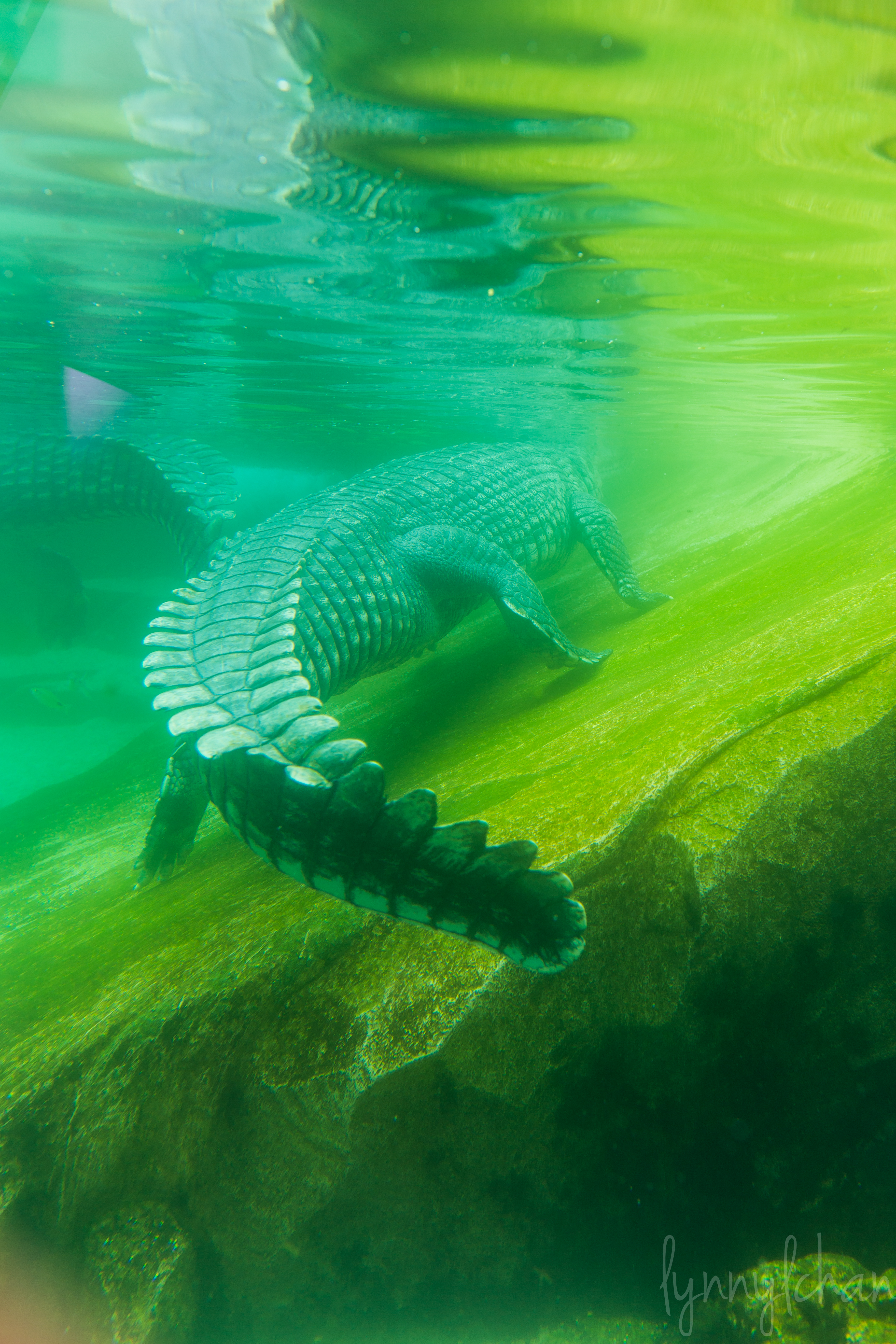 Gharials