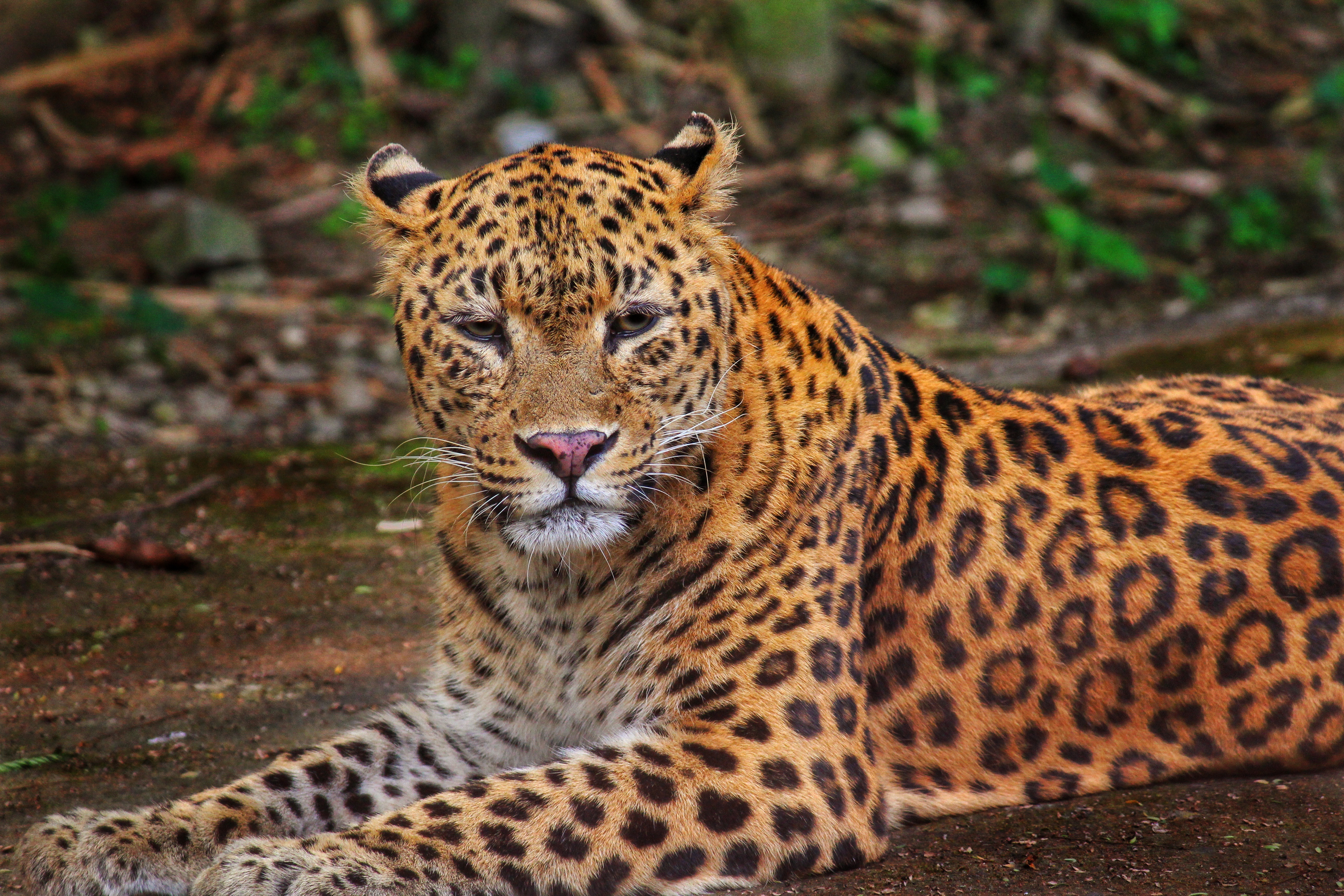 Jaguar