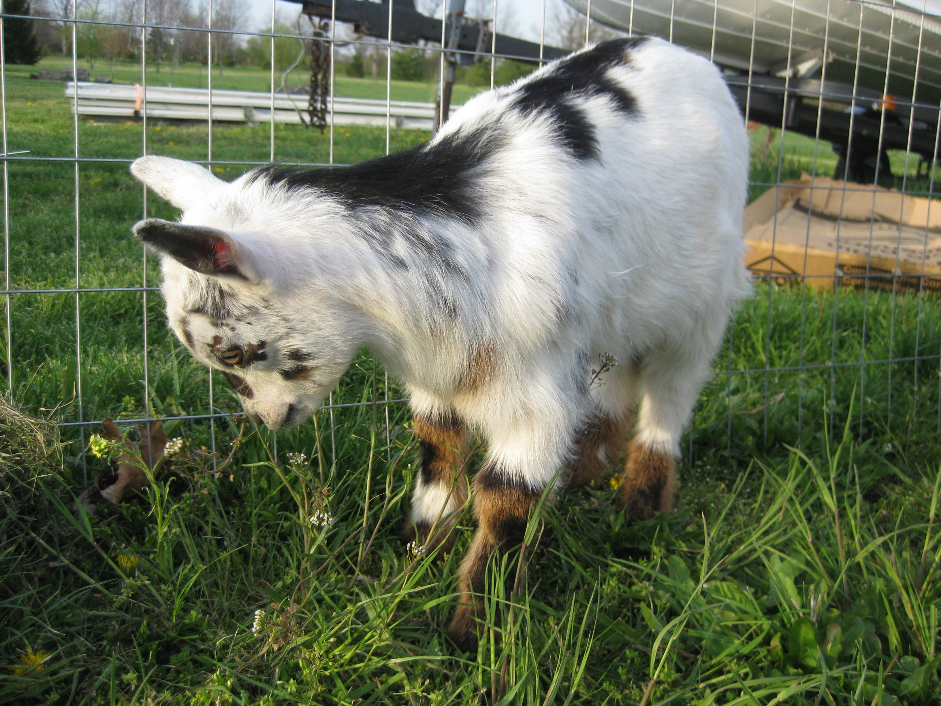 Web-Spinning Goats