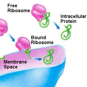 Free and Bound Ribosomes