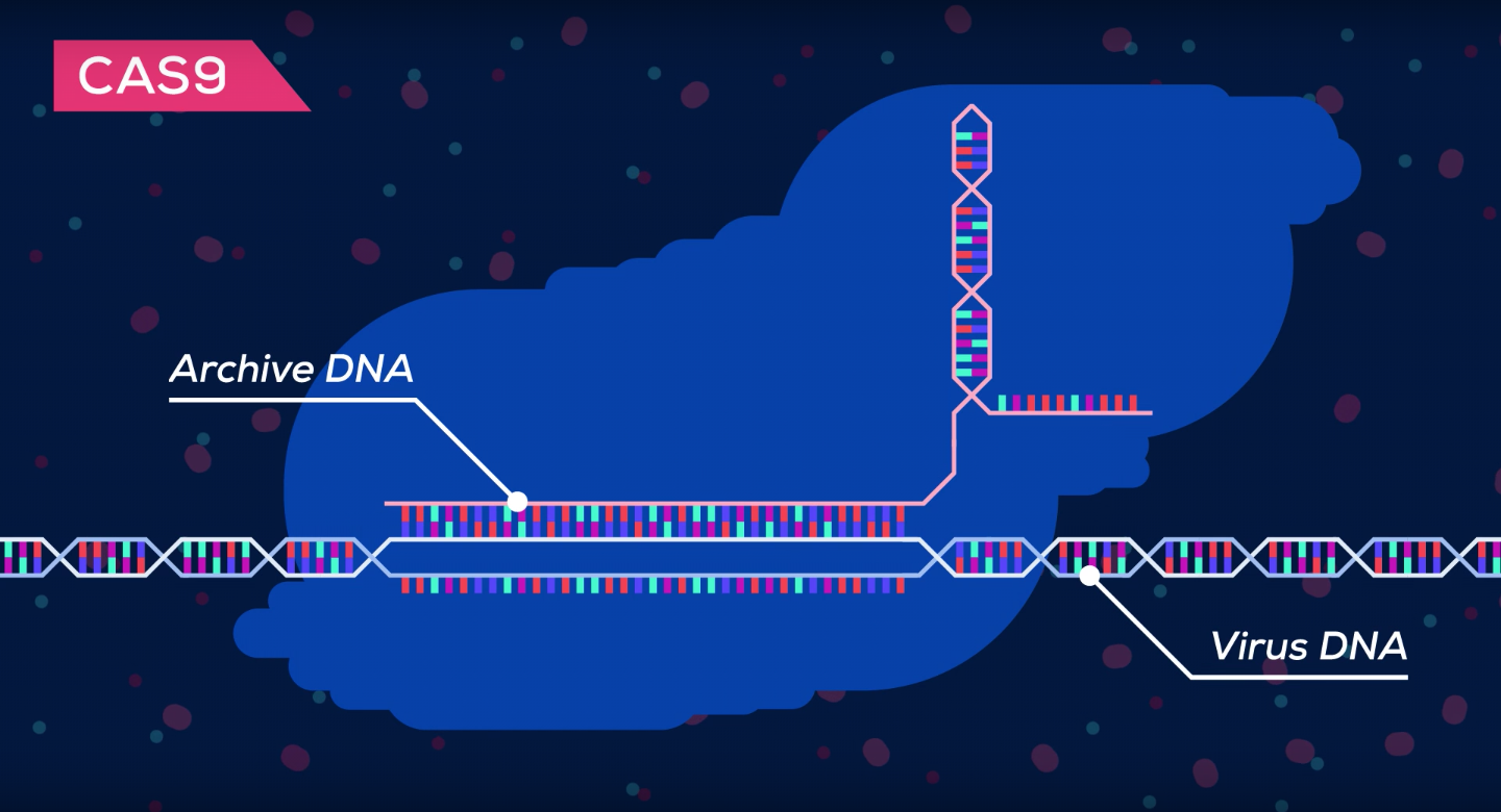 CRISpr cas-9