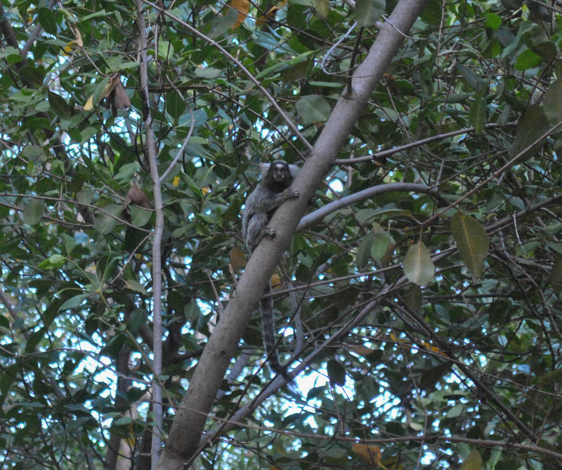 O Sagui-de-tufos-brancos