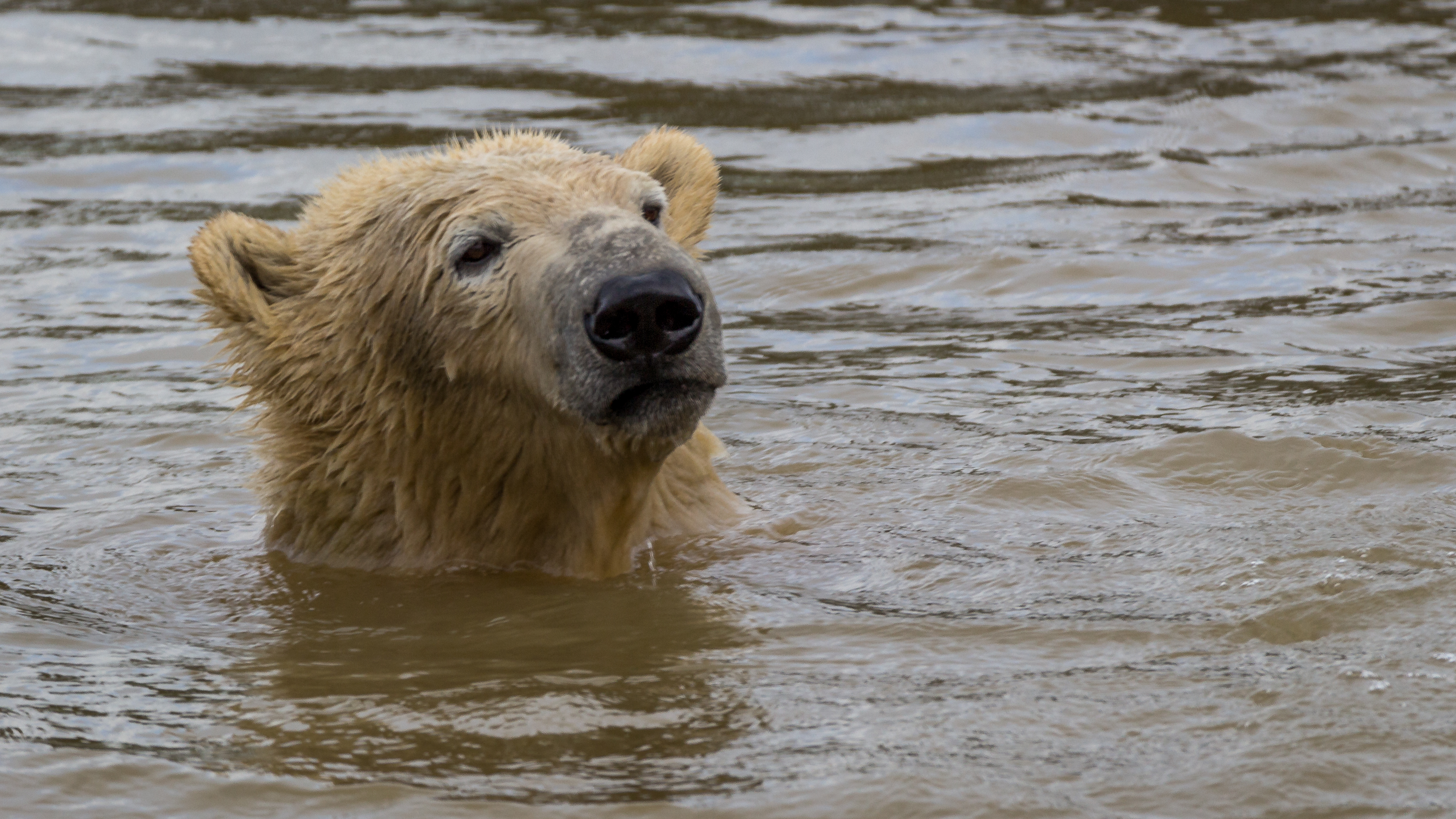 global warming affecting animals