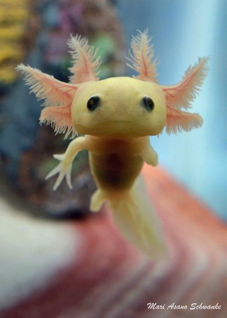 Self-healing Axolotl