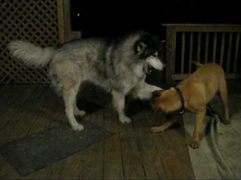 timber wolf compared to human