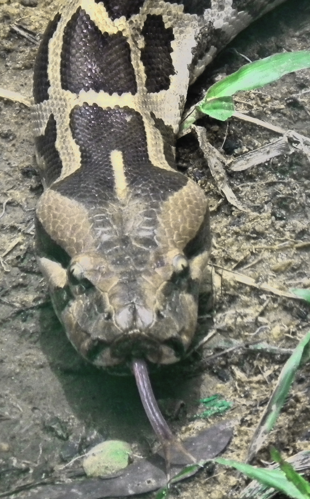 king cobras