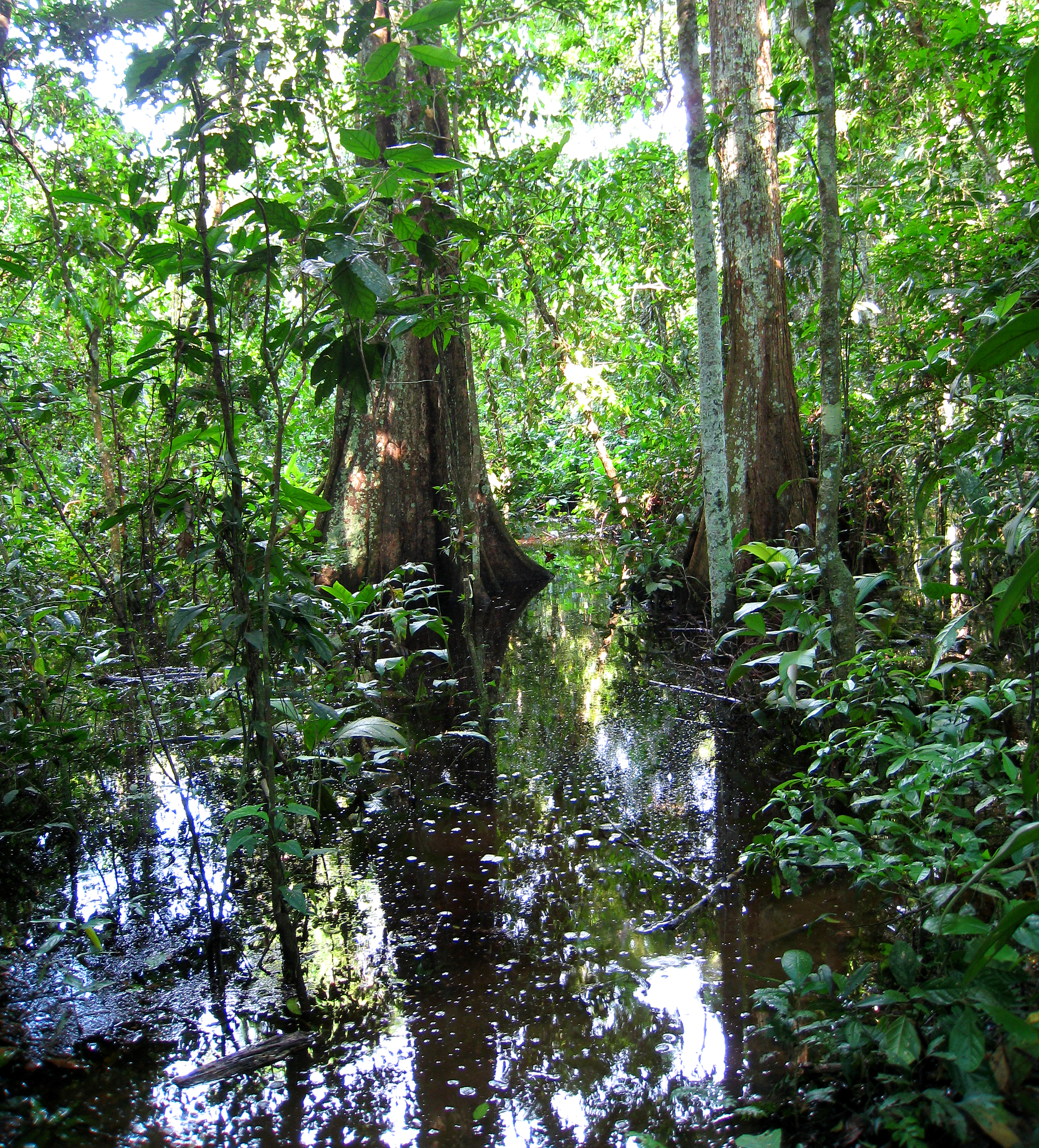 The World Best Biodiversity Country Brazil.