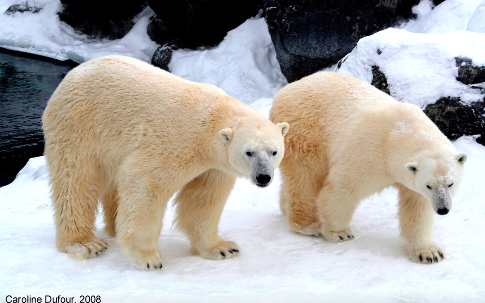 Polar Bears