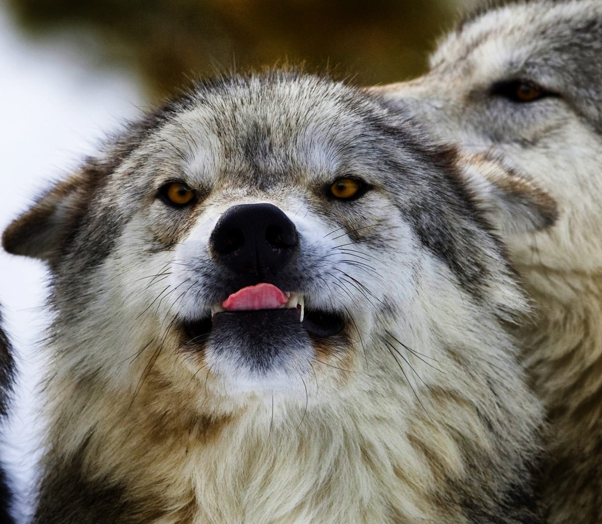 The Boy Who Cried Wolf