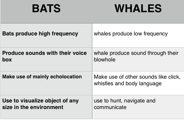 COMMUNICATION IN WHALES AND DOLPHINS (ECHOLOCATION)