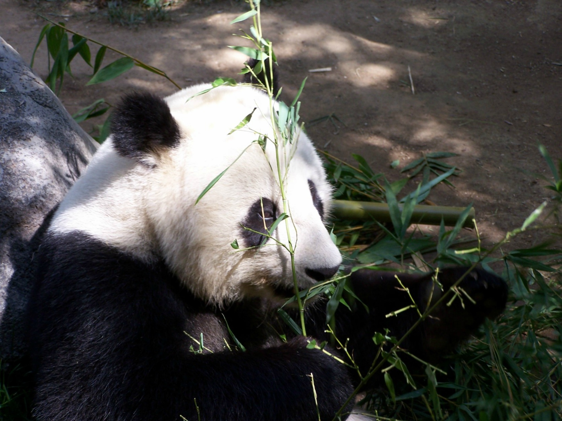 Giant Pandas: endangered species