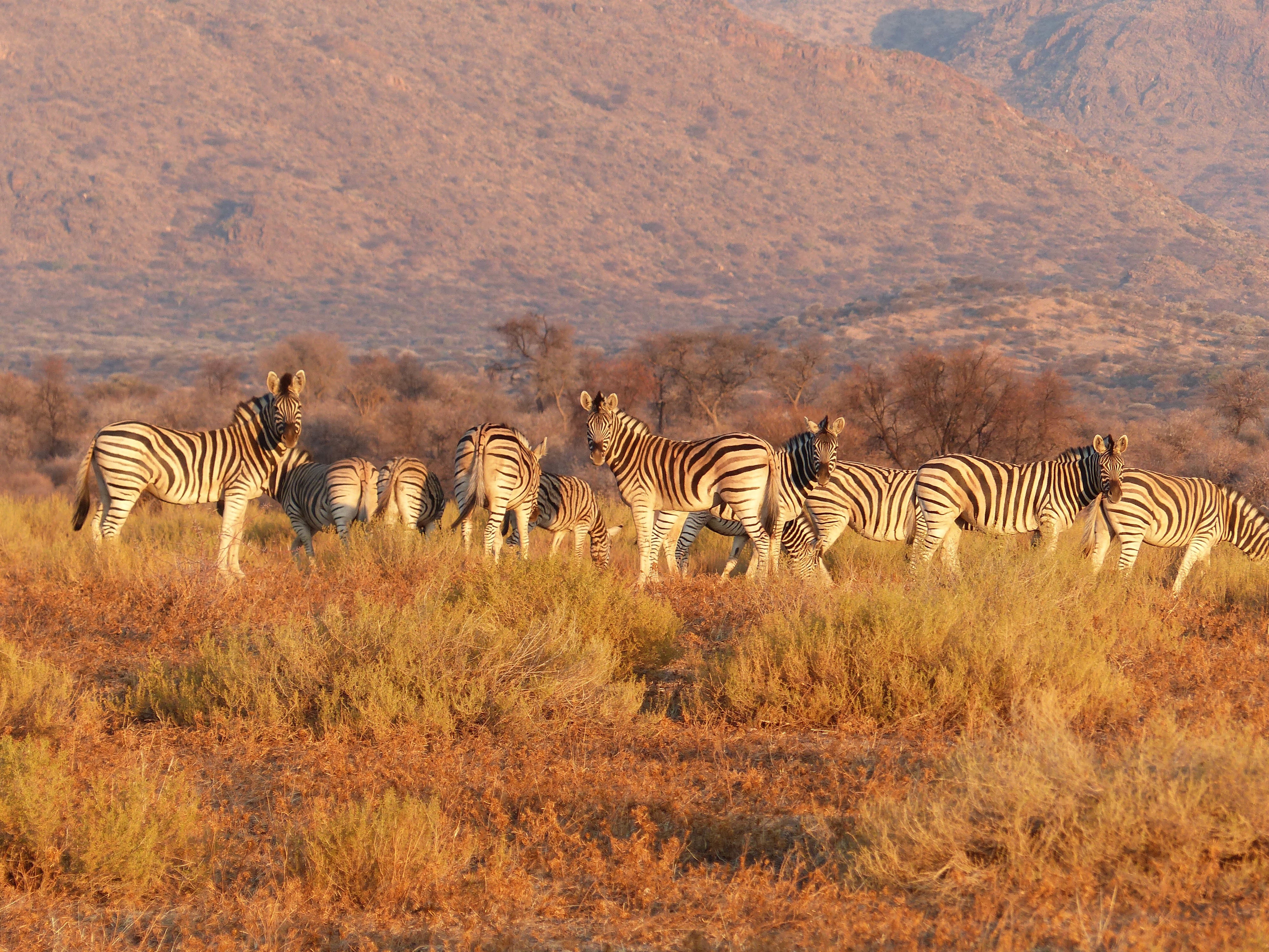zebra population