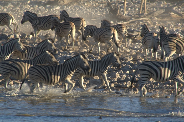 Zebra Population