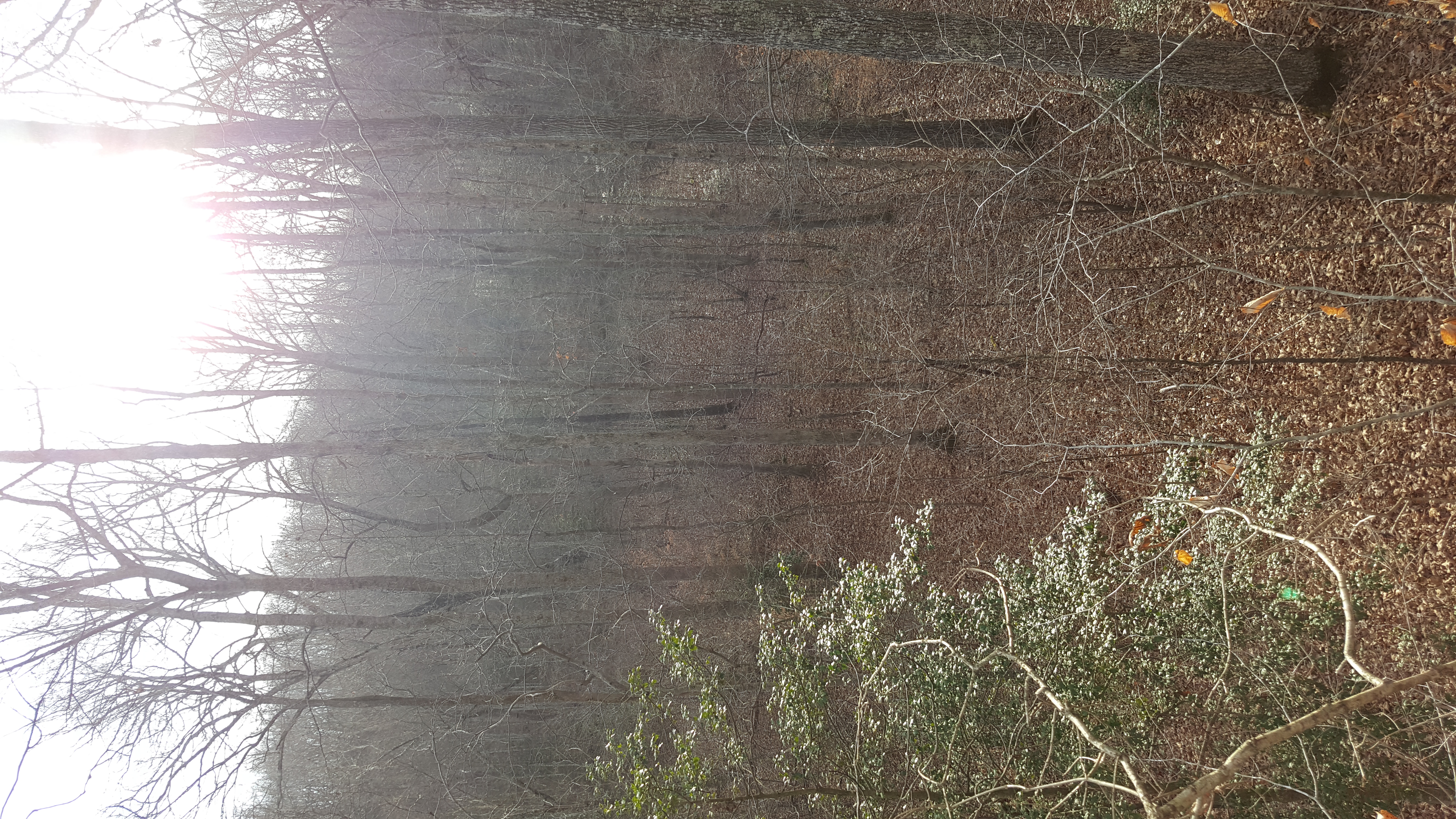 Deer Hunting Marine Corps Base Quantico