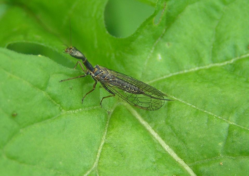 The Snakefly