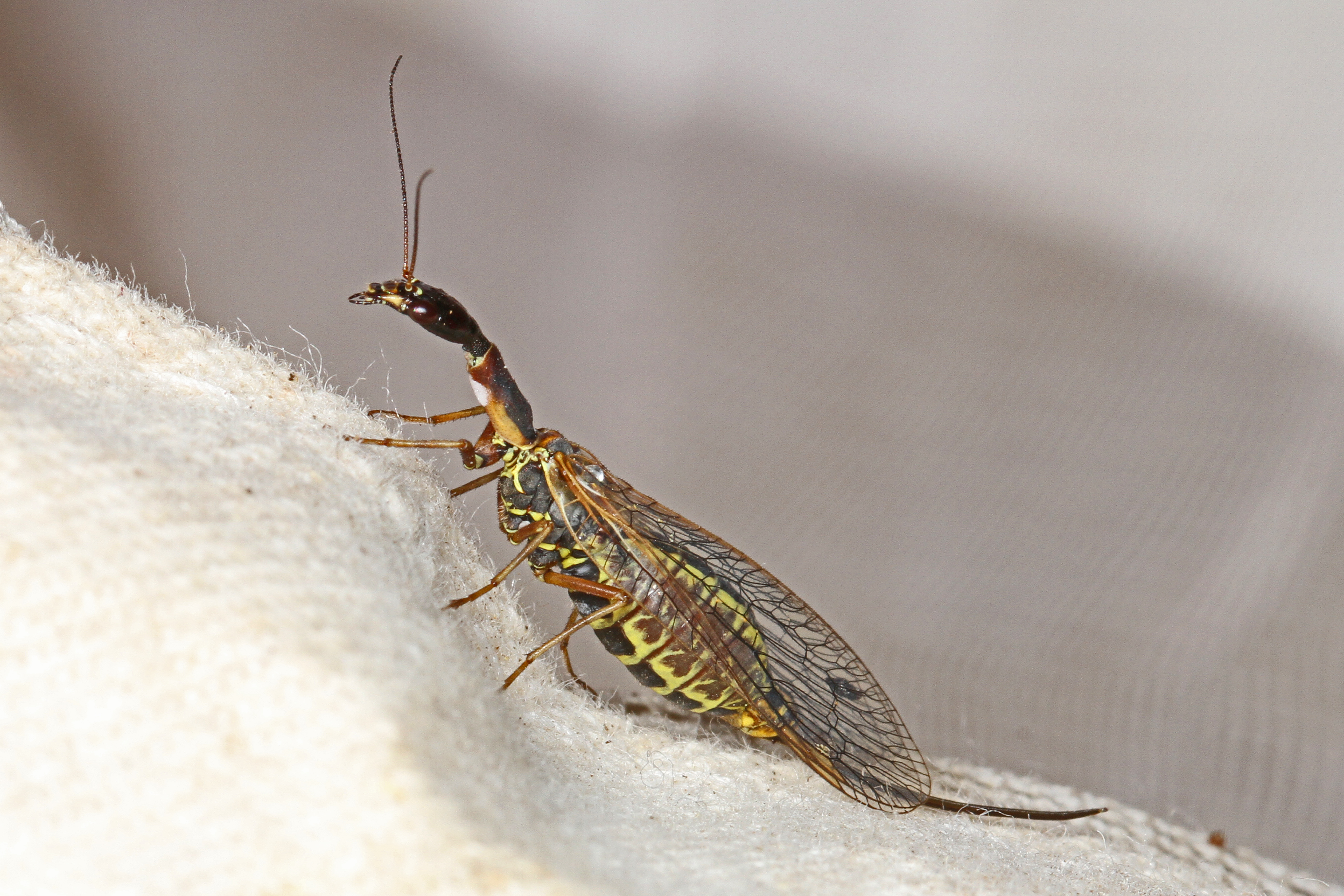 The Snakefly