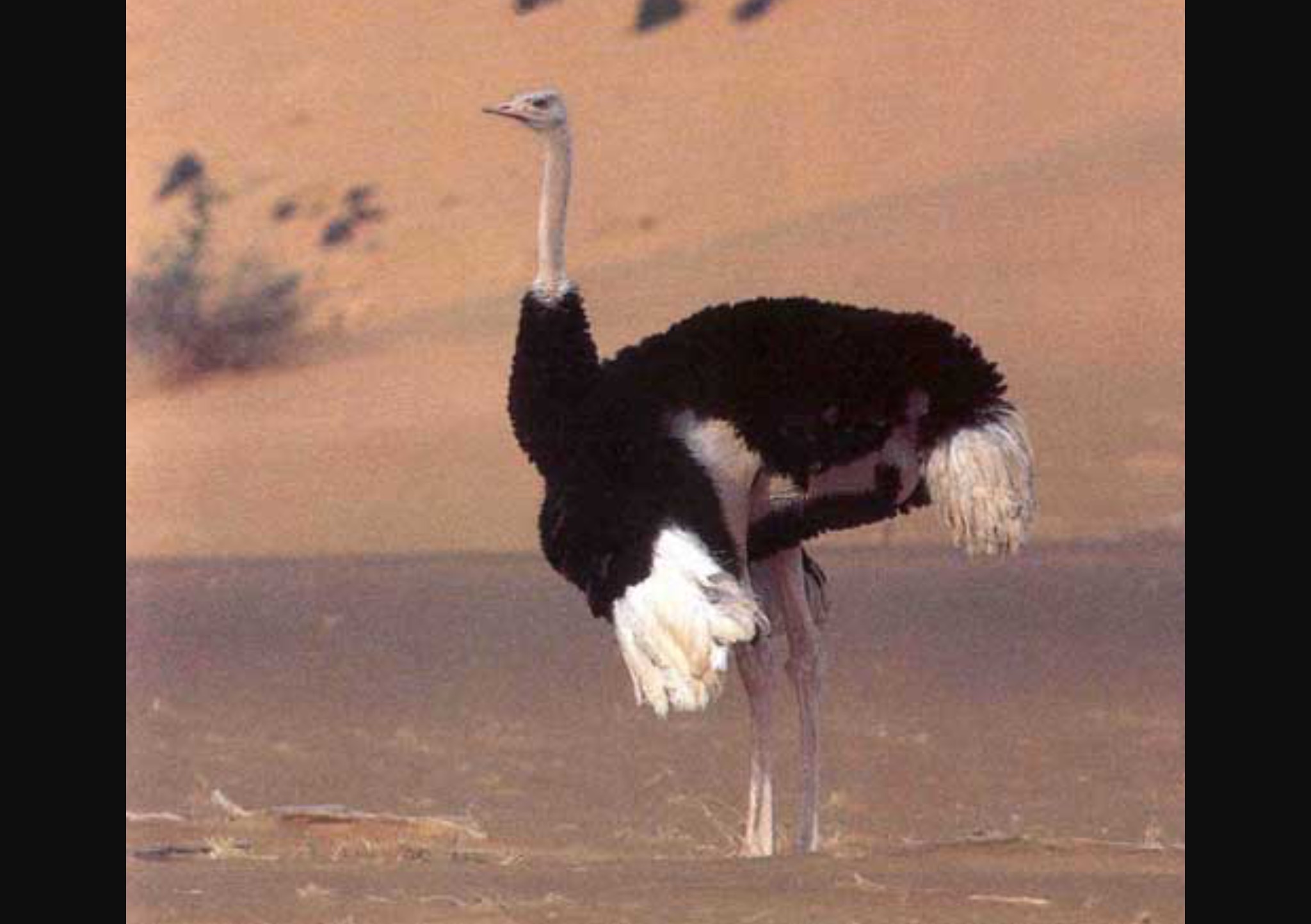 Comparing an ostrich digestive system with a human digestive system