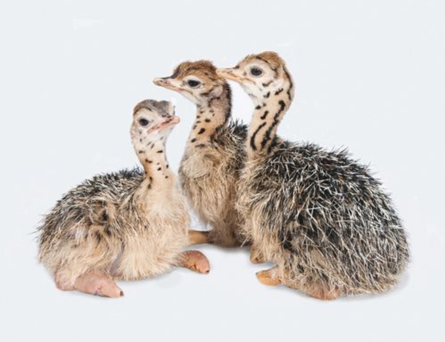 Comparing an ostrich digestive system with a human digestive system