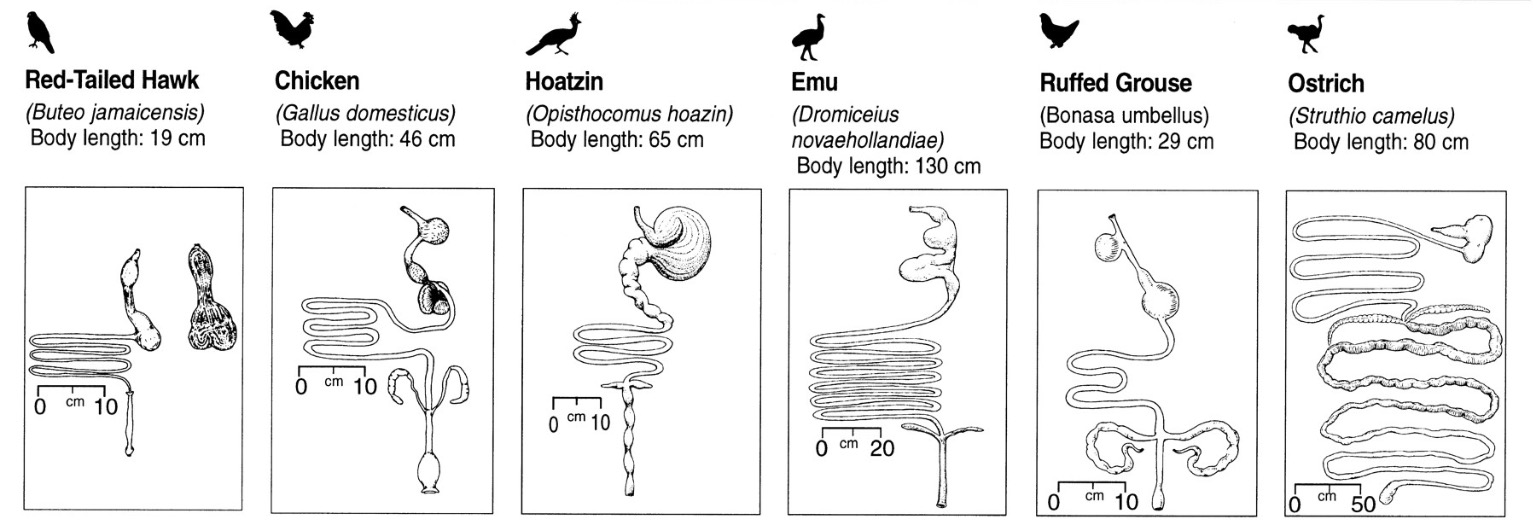 Comparing an ostrich digestive system with a human digestive system